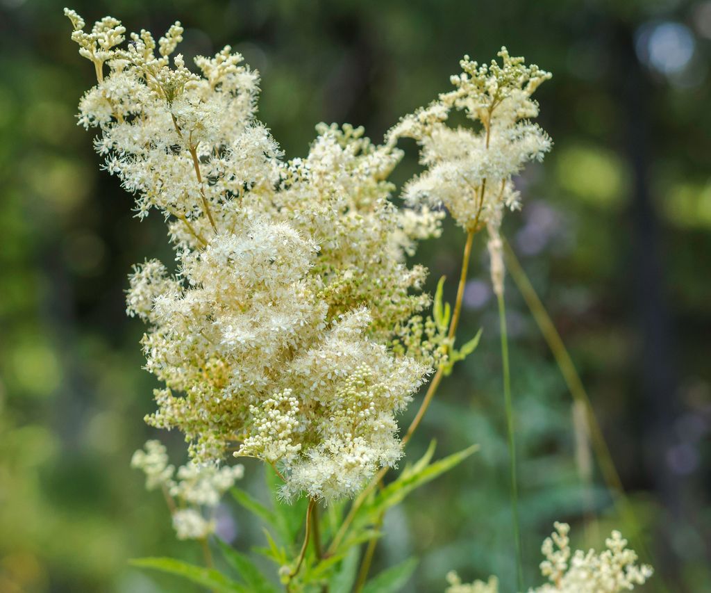 Plants for wet soil: 16 varieties for damp places | Homes and Gardens