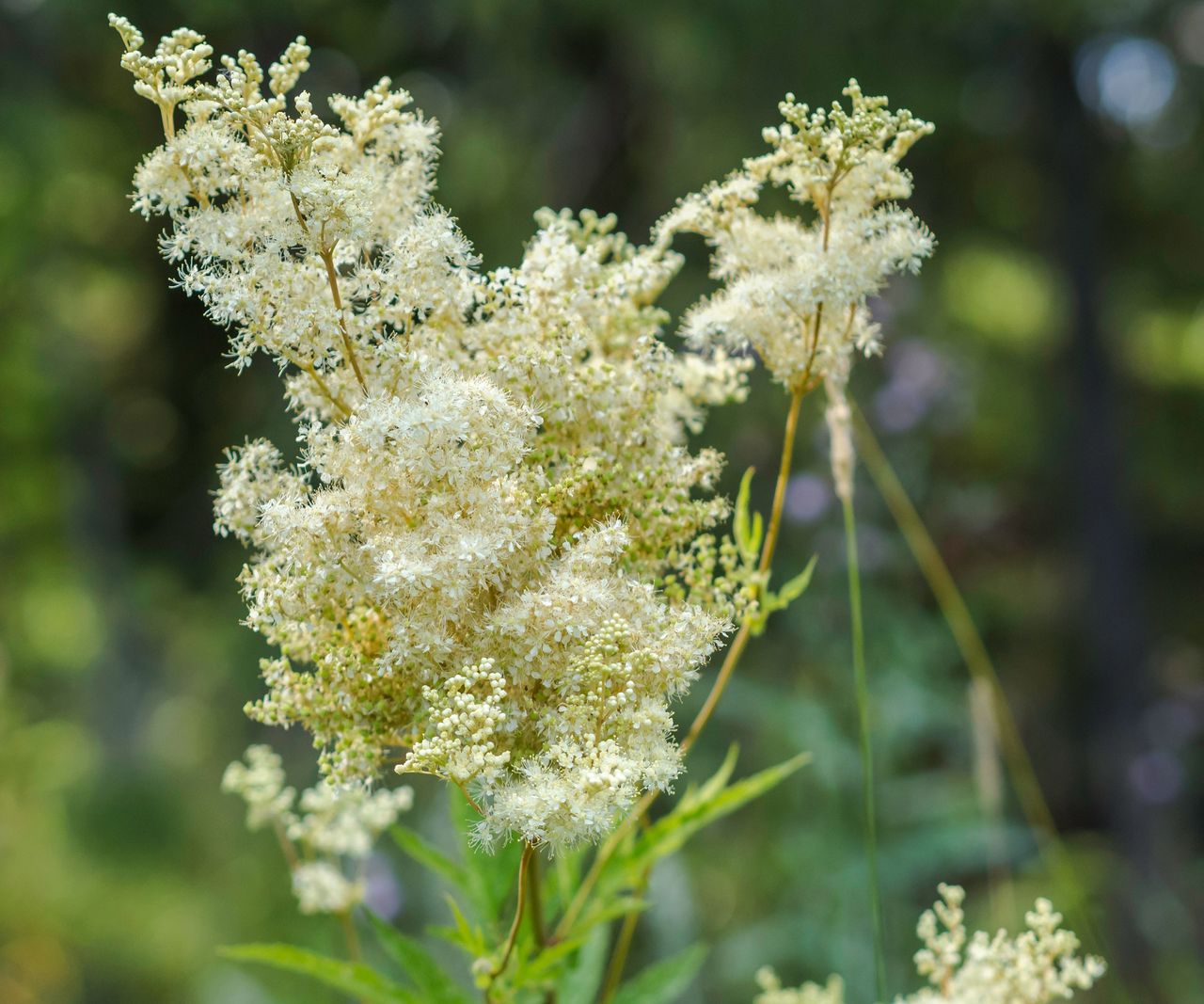 Plants for wet soil: 16 varieties for damp places | Homes and Gardens