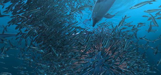 Breathtaking 3D simulation of fish feeding frenzy | Creative Bloq