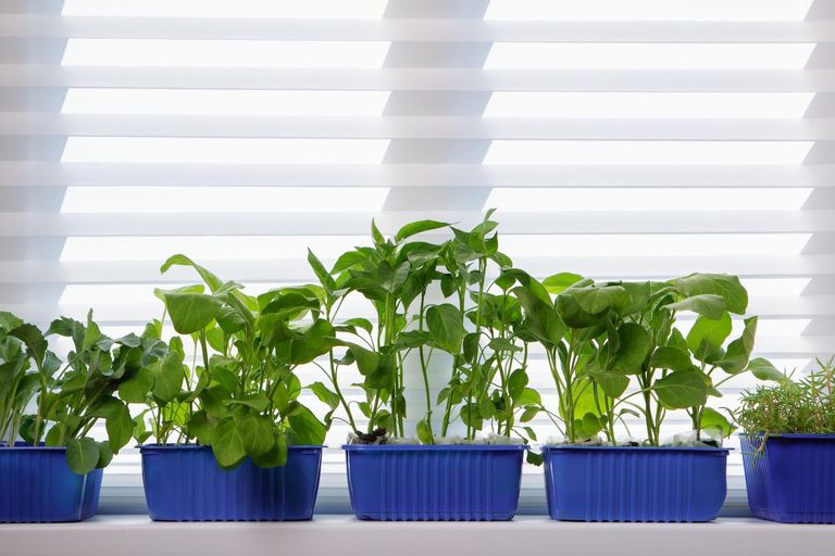 10 indoor vegetable garden ideas - decor that's good enough to eat ...