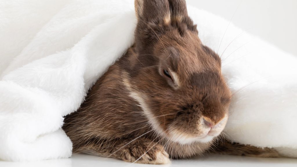 Are rabbits nocturnal? Vet nurse explains what your bunny gets up to at ...