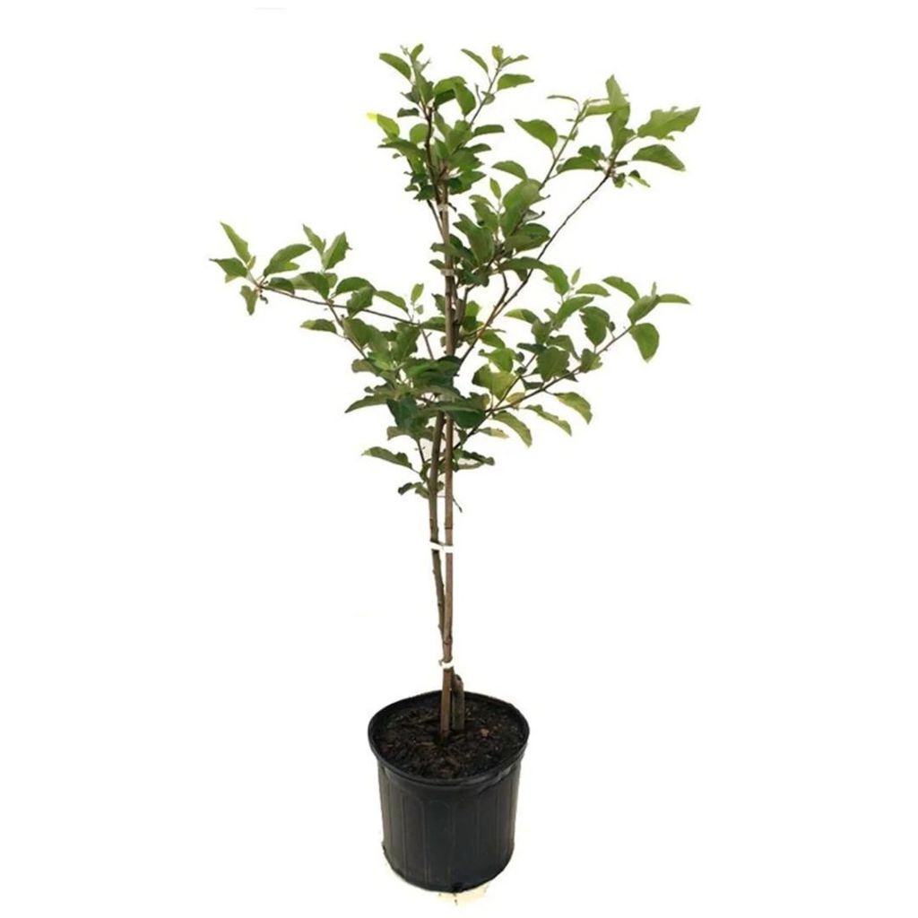 5 Best Trees for a Wind Break | Livingetc