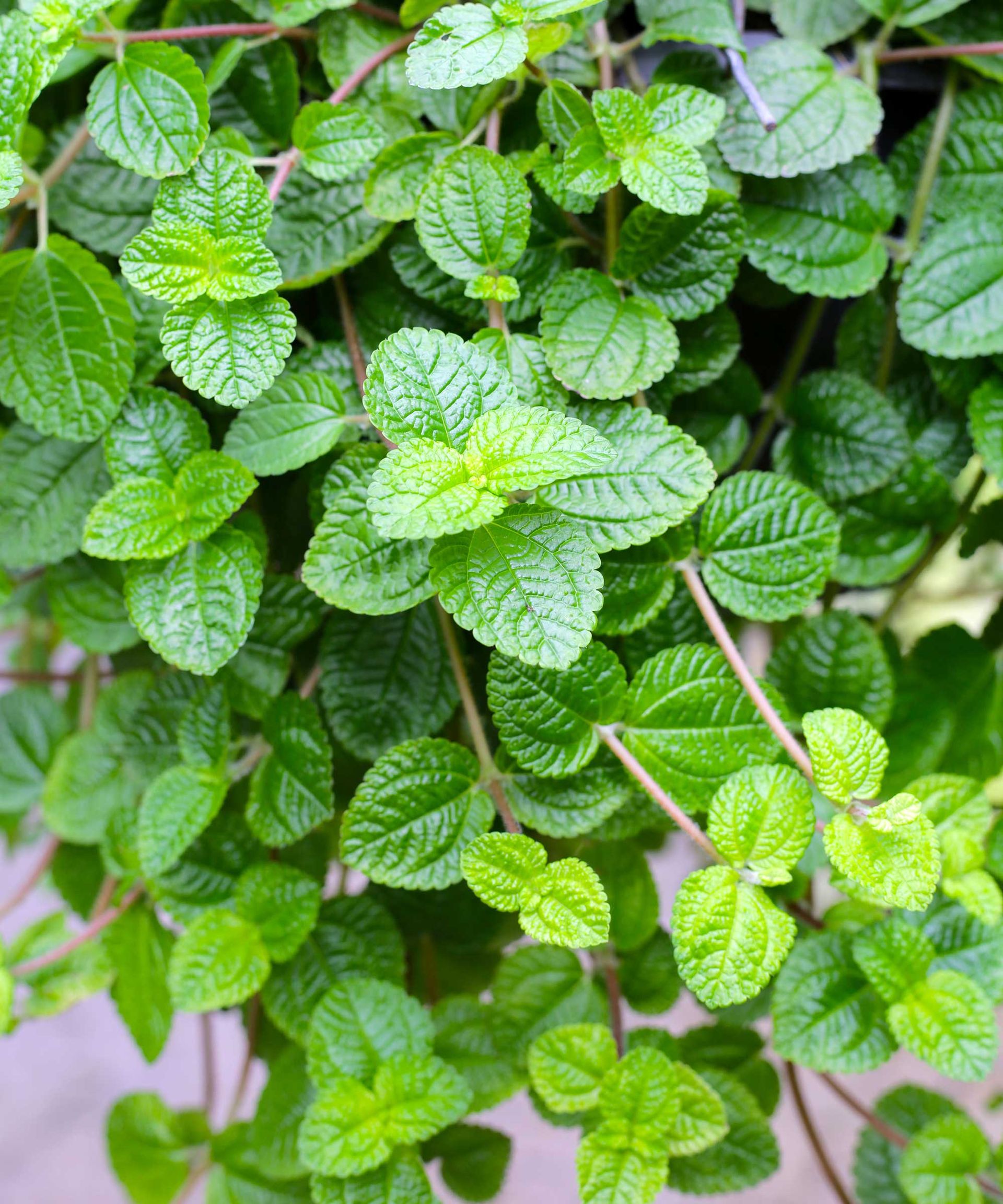 How to grow creeping Charlie indoors: expert tips | Homes and Gardens