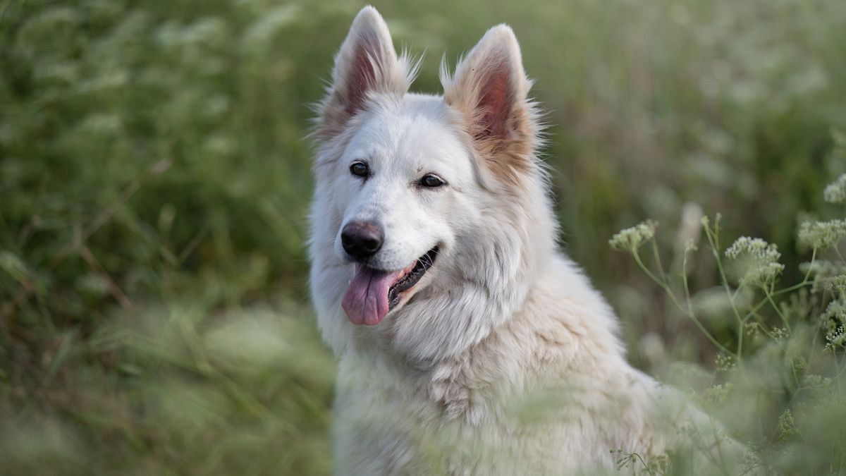 7 oldest dogs ever to have lived | PetsRadar