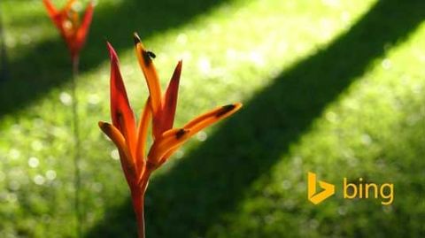 Bing gets a new logo | Creative Bloq