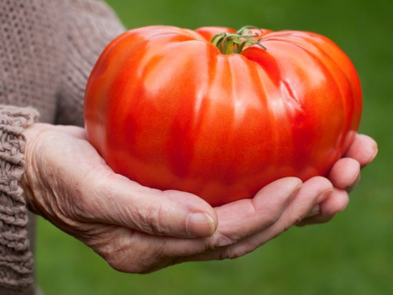 How To Grow Really Big Tomatoes In Your Vegetable Garden | Gardening ...