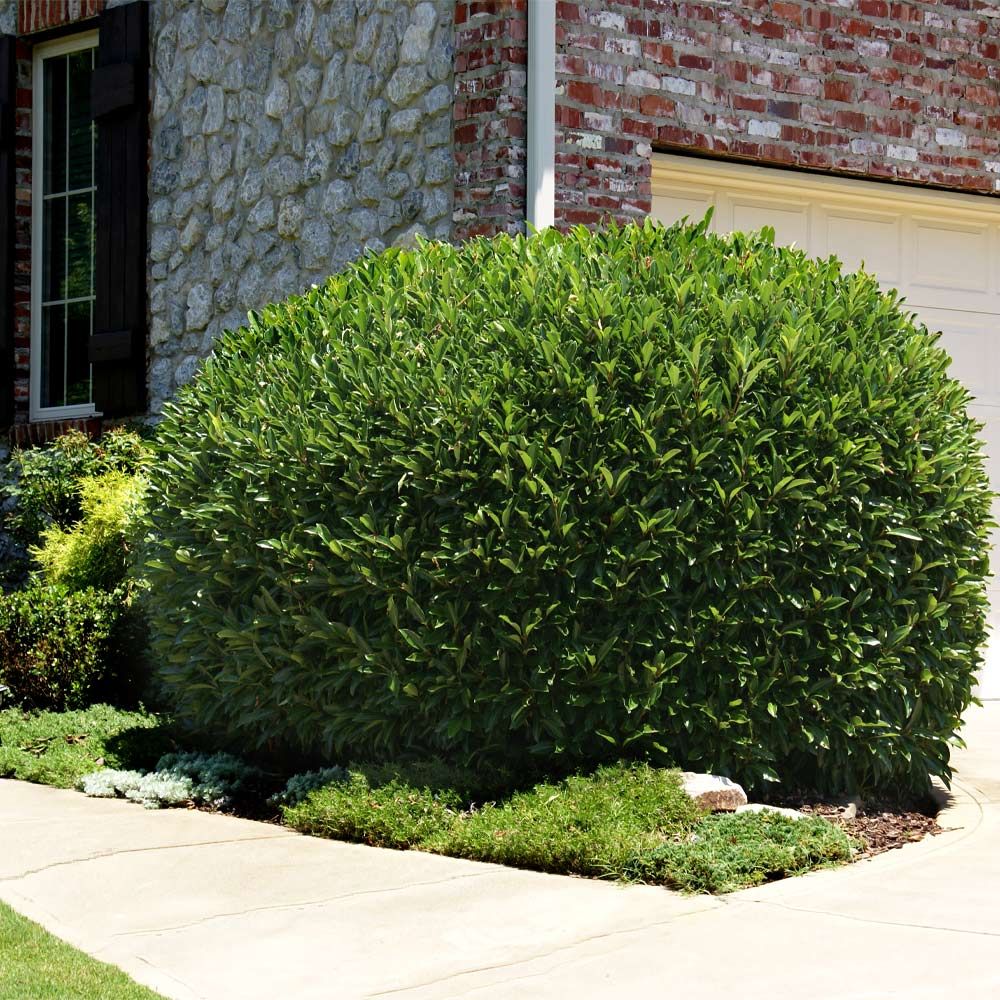 Ina Garten’s Garden Sets the 2026 High-End Landscape Standard | Homes ...