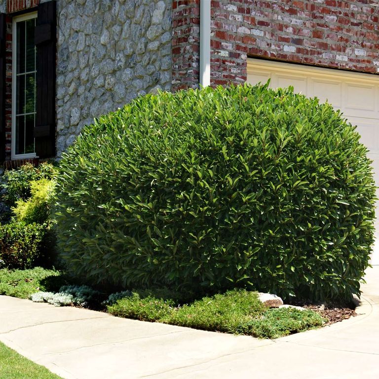 Ina Garten’s Garden Sets the 2026 High-End Landscape Standard | Homes ...