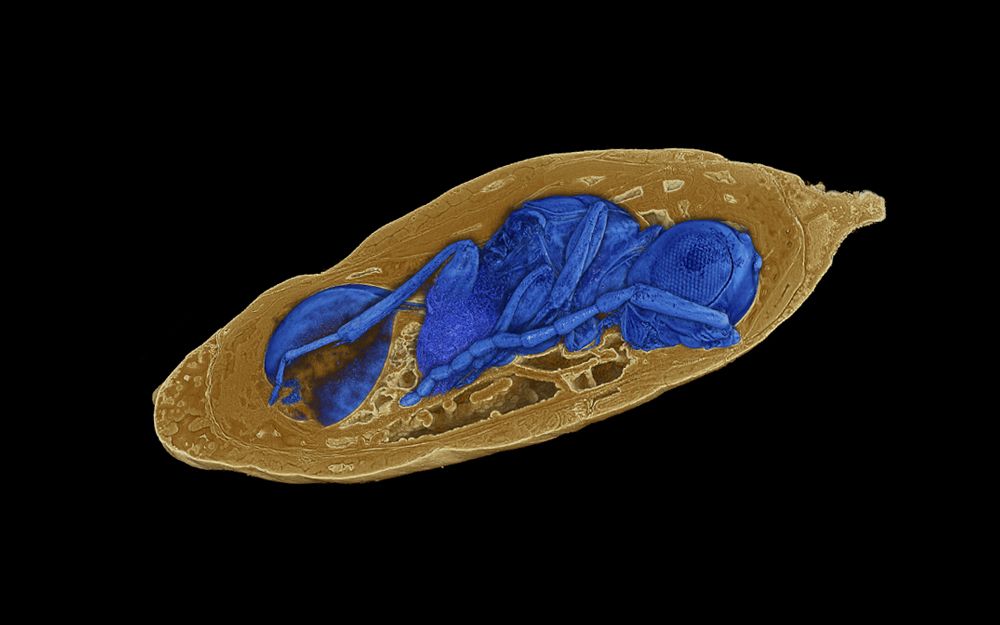 Ancient 'Alien' Wasp Hijacked Fly Pupae, Ate the Flies Inside | Live ...