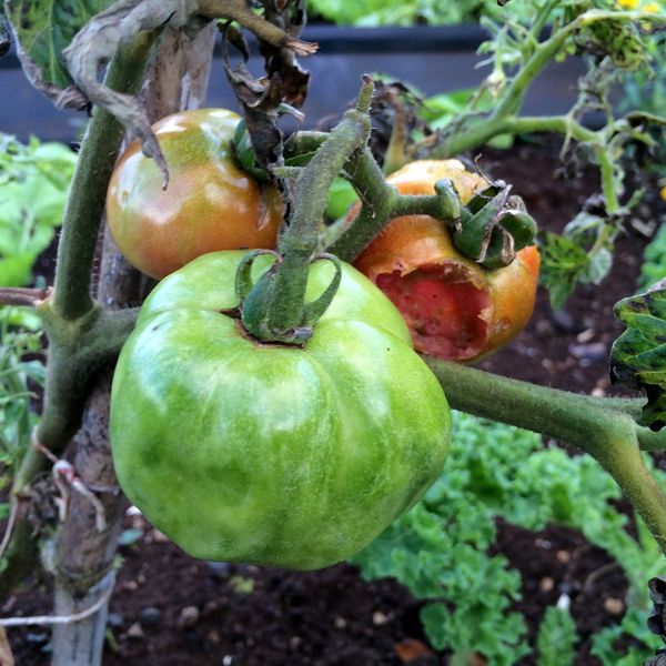 Tips & Information about Tomatoes - Page 9 | Gardening Know How