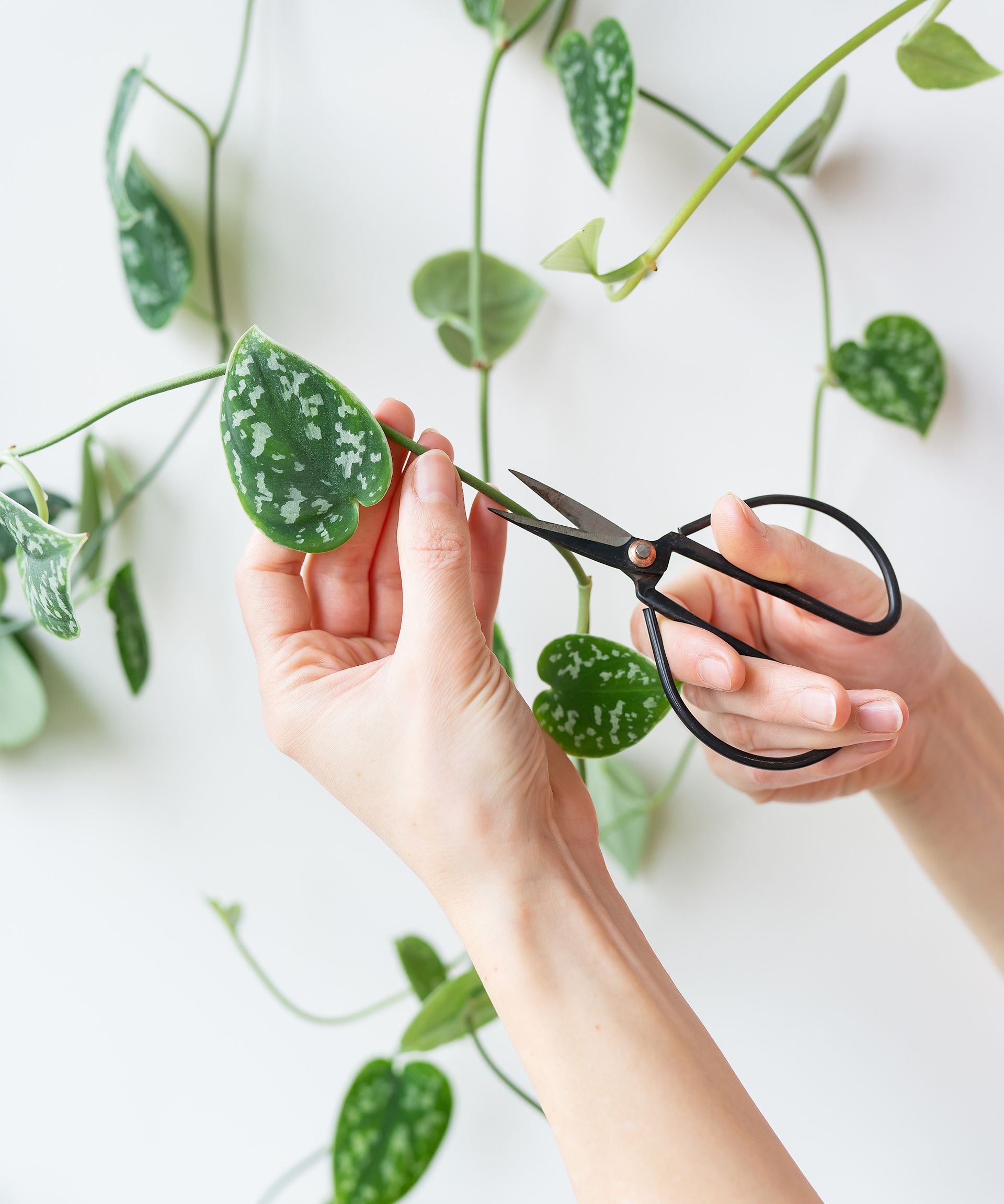 Discover how to prune pothos with these 5 expert steps | Homes and Gardens
