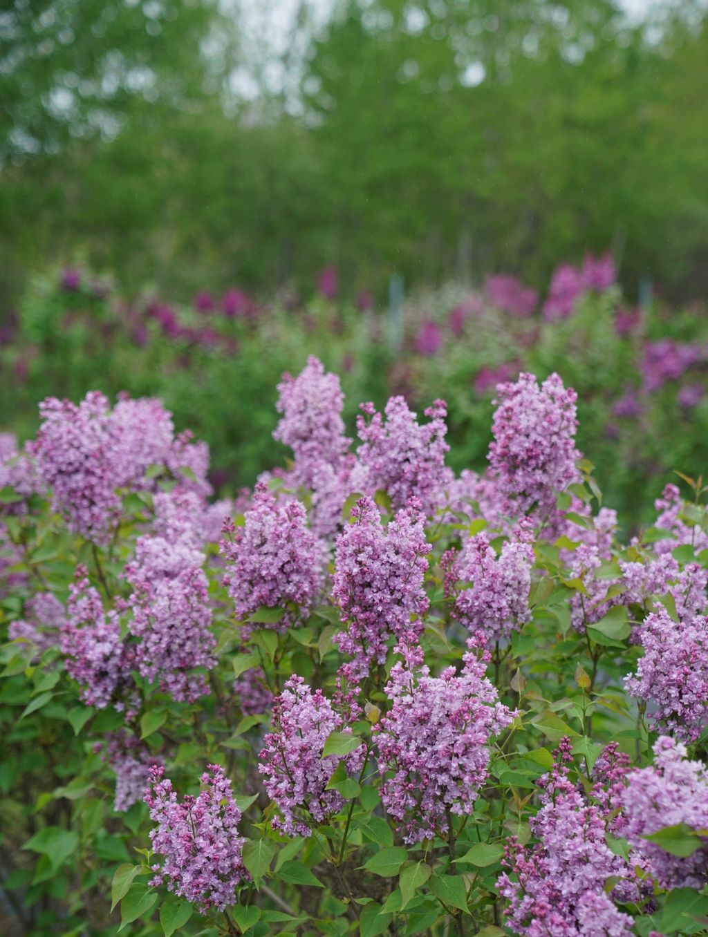 Lilac is the National Garden Bureau's 'Shrub of the Year' 2022 | Homes ...