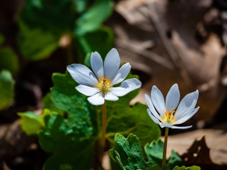 Bloodroot Flowers - Growing Information And Facts About Bloodroot Plant ...