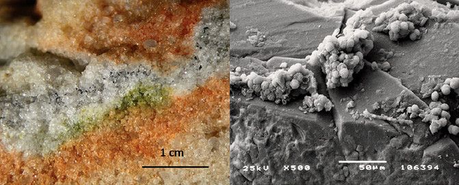 Fungi Survive Mars-Like Conditions Aboard Space Station | Space