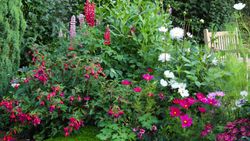How to grow fuchsias in pots: with expert plant advice | Homes and Gardens