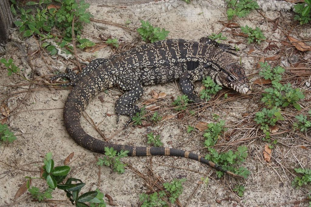 Why do animals hibernate? | Live Science