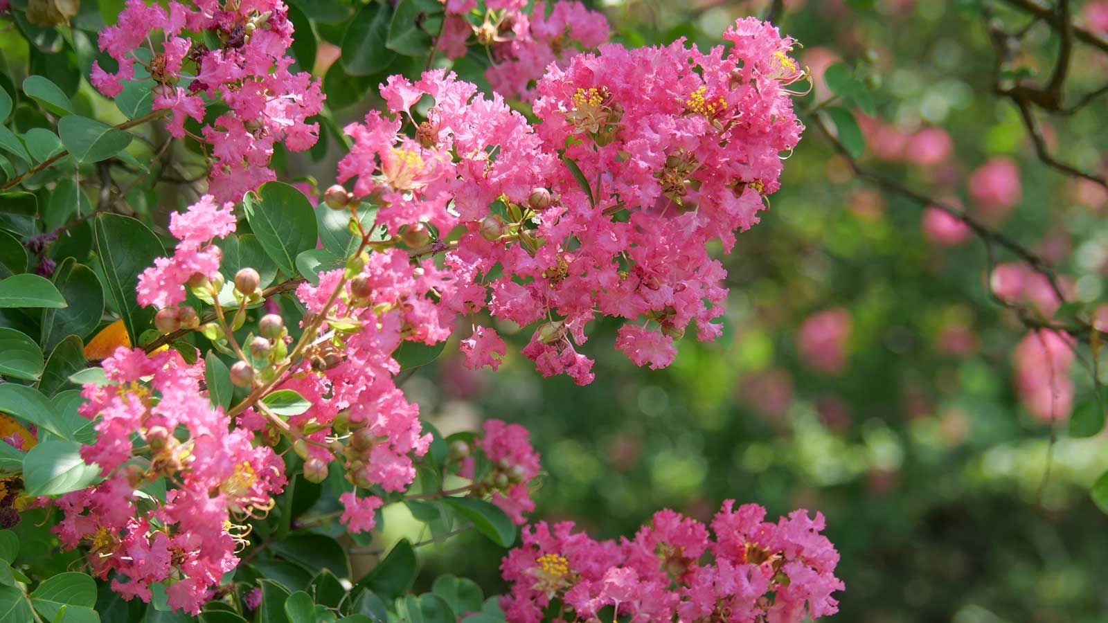 Crepe myrtle care and growing guide: tips for these trees
