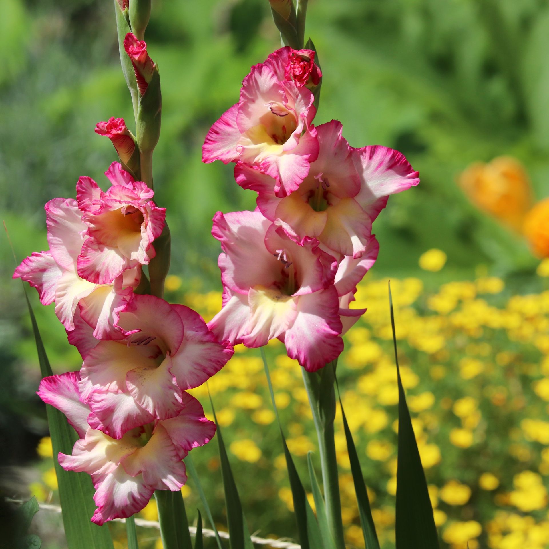 When to plant gladiolus bulbs for vibrant summer blooms | Ideal Home