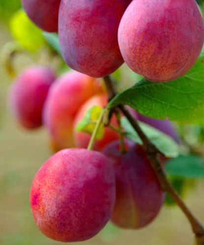 Greengages, plums and damsons – what's the difference? | Gardeningetc