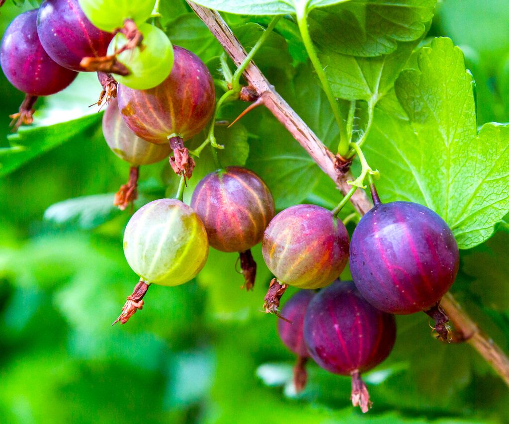 6 gooseberry growing mistakes with expert tips for success | Homes and ...