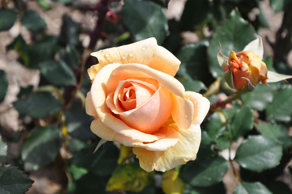 Beautiful Rose Flower Photos | Rose Pictures & Information | Live Science