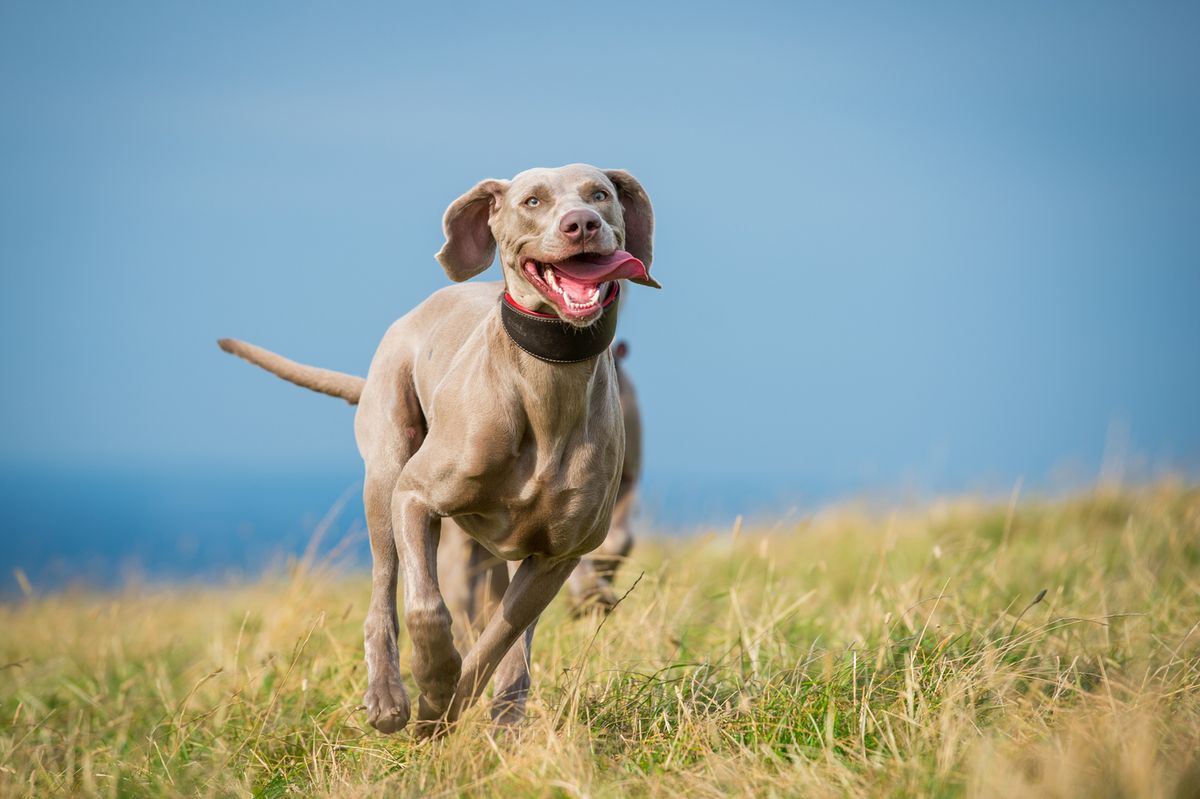 High energy dog breeds that are suited to active pet parents | PetsRadar