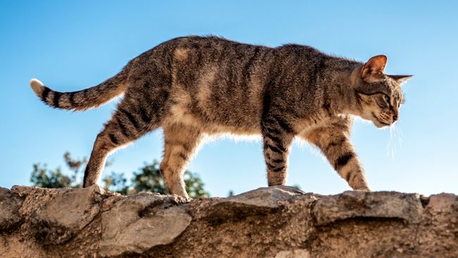 How far do cats roam? Behaviorist reveals what they’re up to | PetsRadar