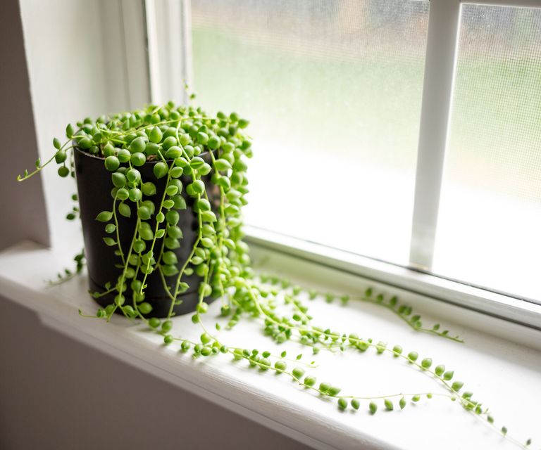 Complete Guide To Growing A String Of Pearls Plant | Gardening Know How