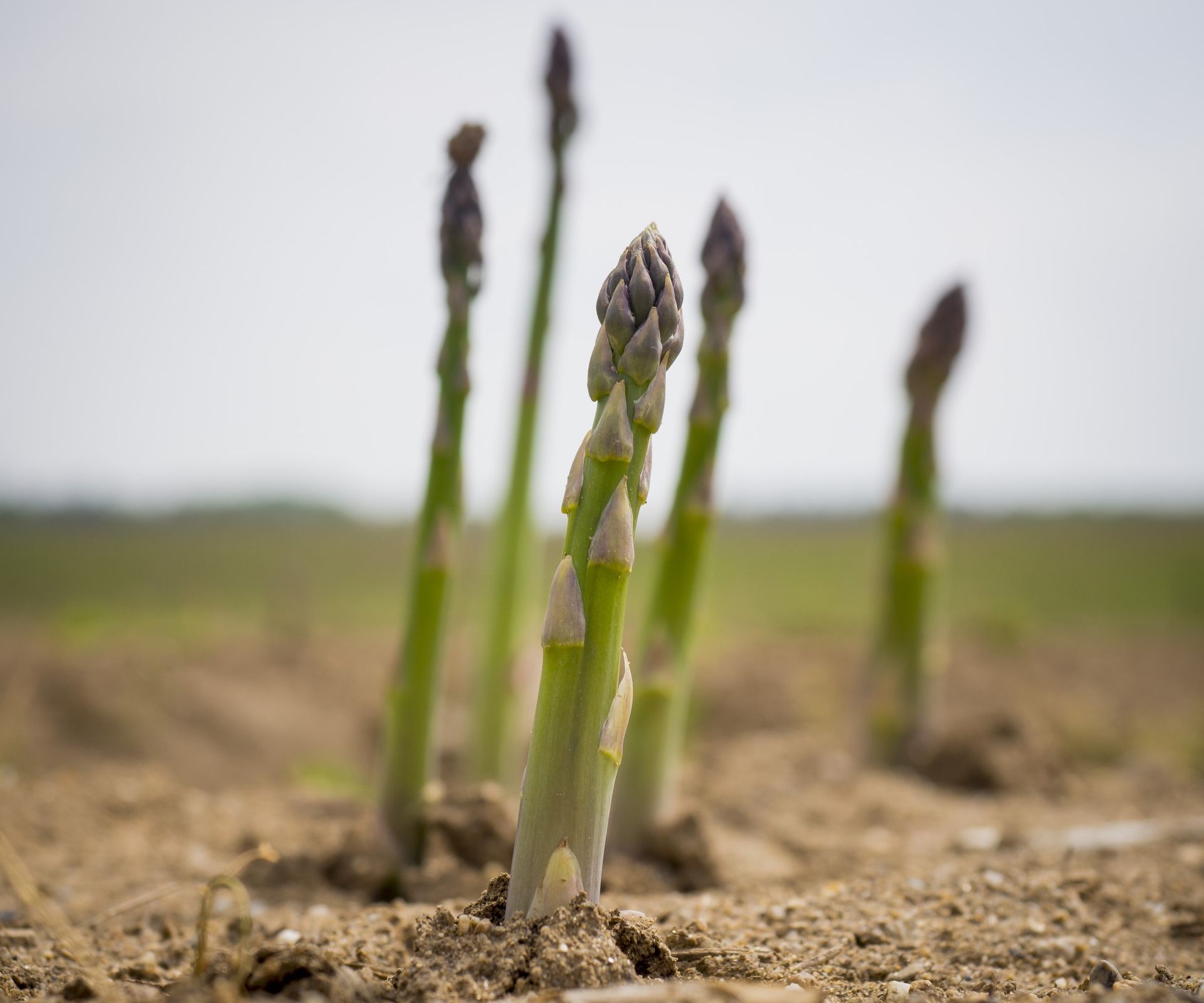 Best drought-tolerant vegetables: crops for dry conditions | Homes and ...