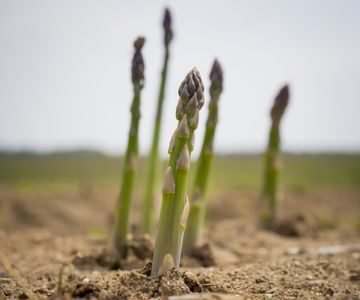 Best drought-tolerant vegetables: crops for dry conditions | Homes and ...