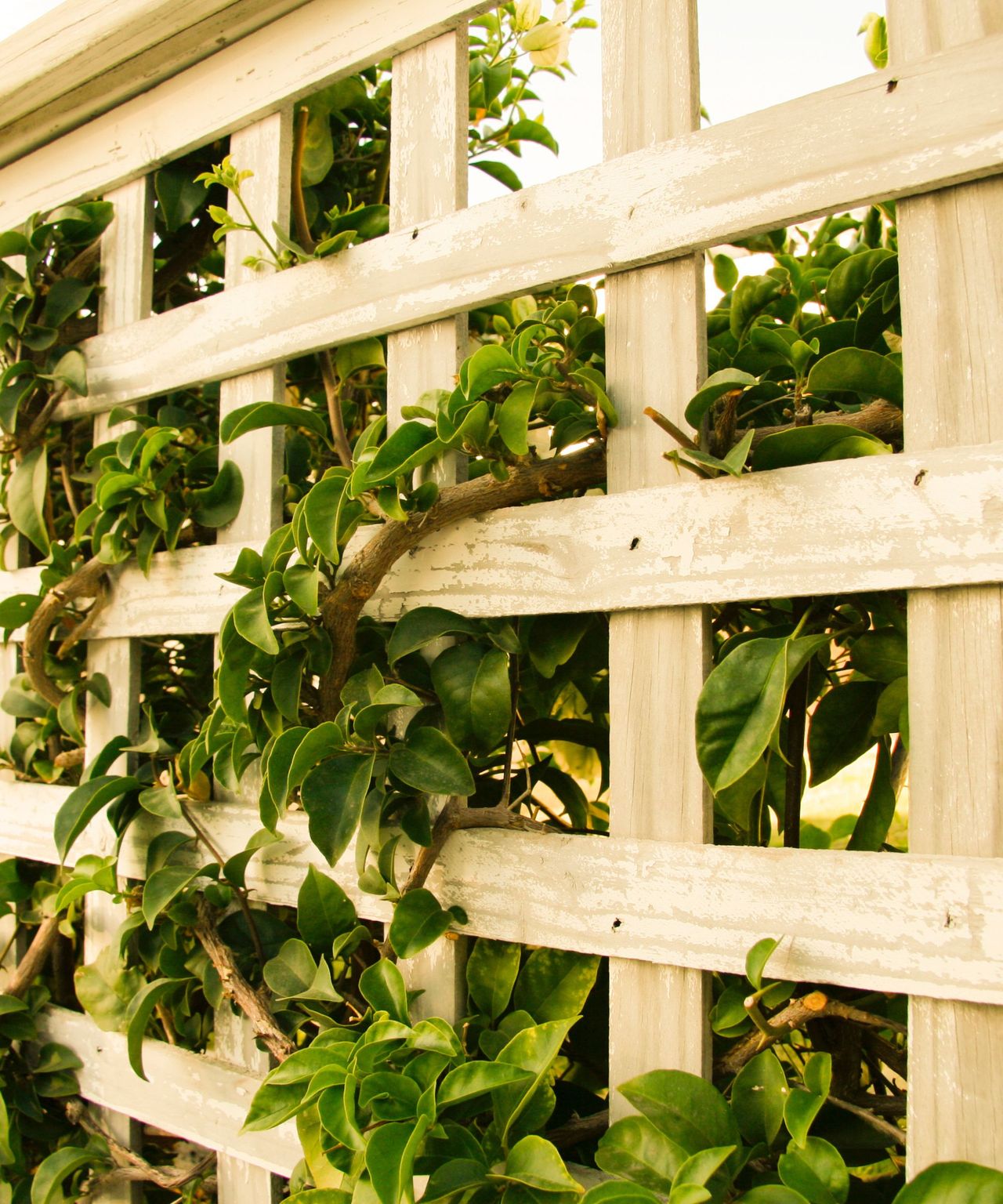 10 porch privacy ideas for a secluded space | Real Homes