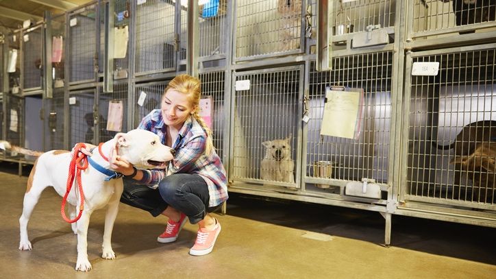 32 facts you need to know about adopting a dog | PetsRadar