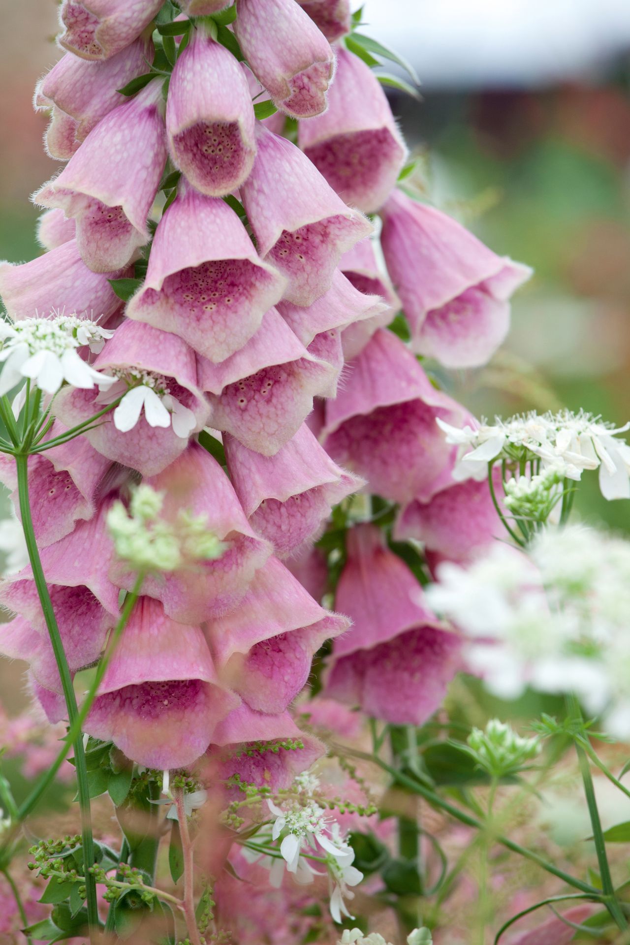 How to choose plants for traditional gardens | Real Homes