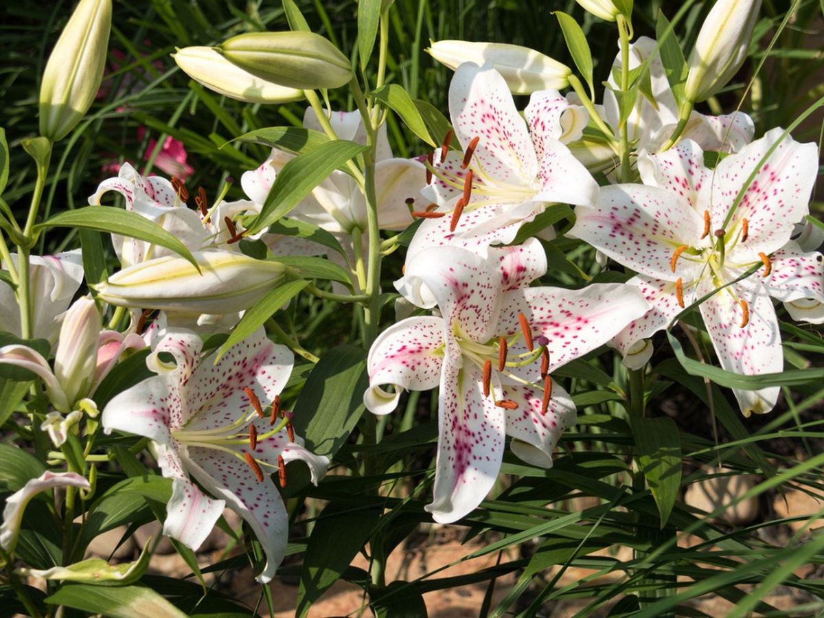 Bulbs That Bloom In Summer Spring And Summer Blooming Bulb Care