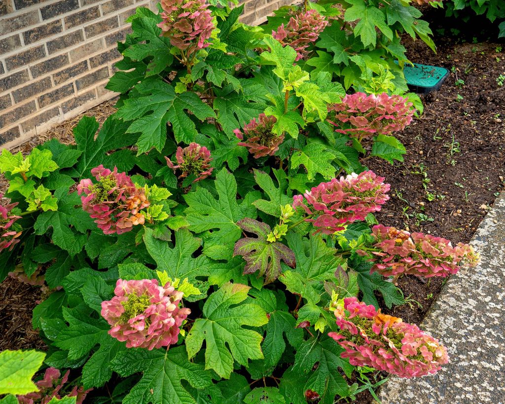 5 Compact Shrubs for 4-Season Curb Appeal in Small Yards | Gardening ...