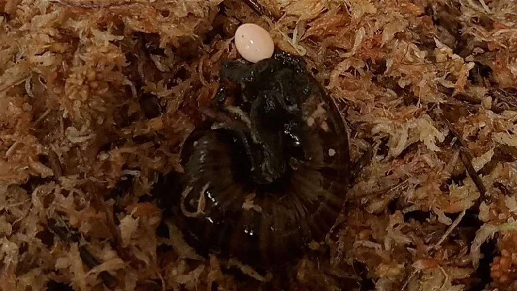 Watch elusive New Zealand snail lay an egg through a 'genital pore' in ...