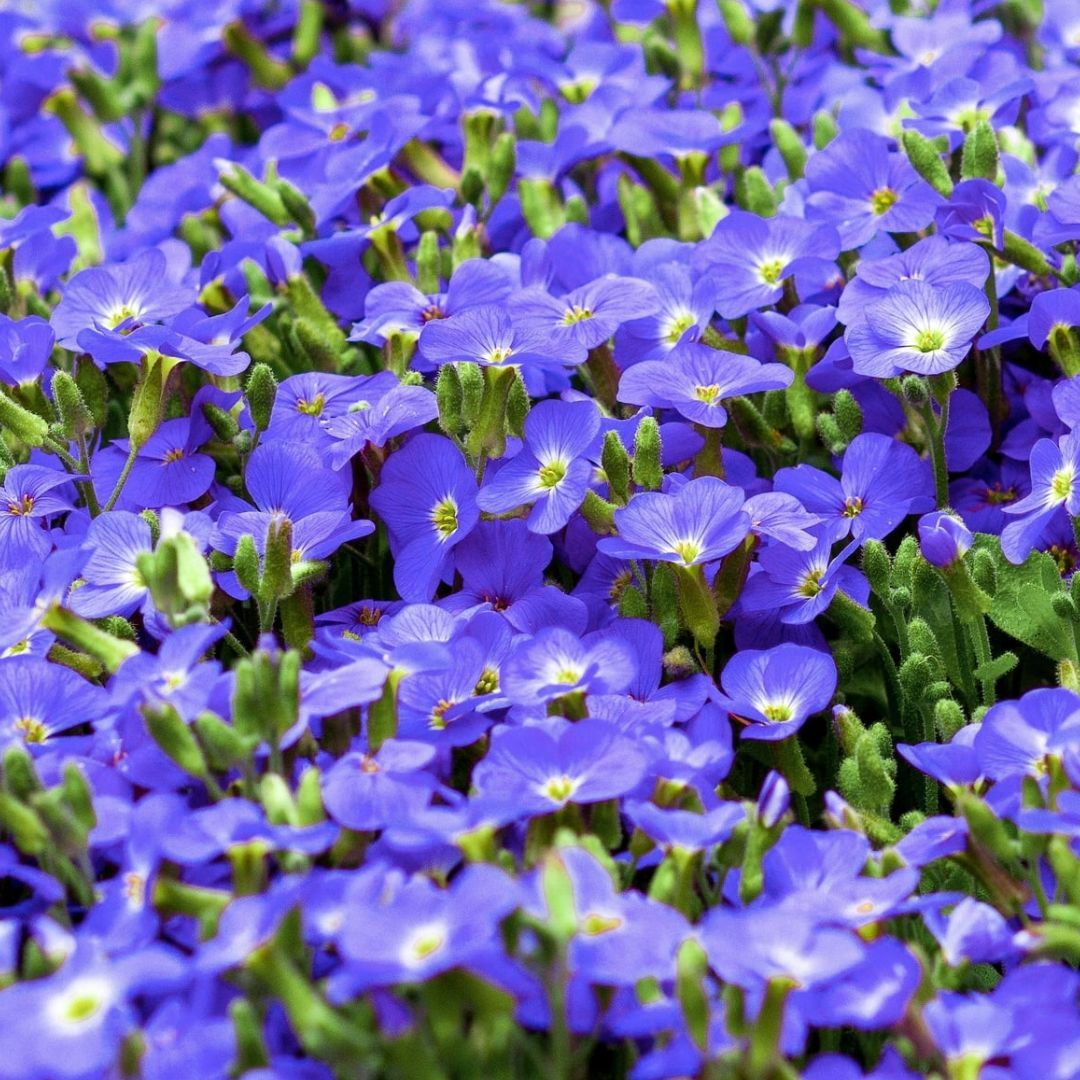 Full Sun Perennials — 7 Plants for Your Yard's Sunny Spots | Livingetc