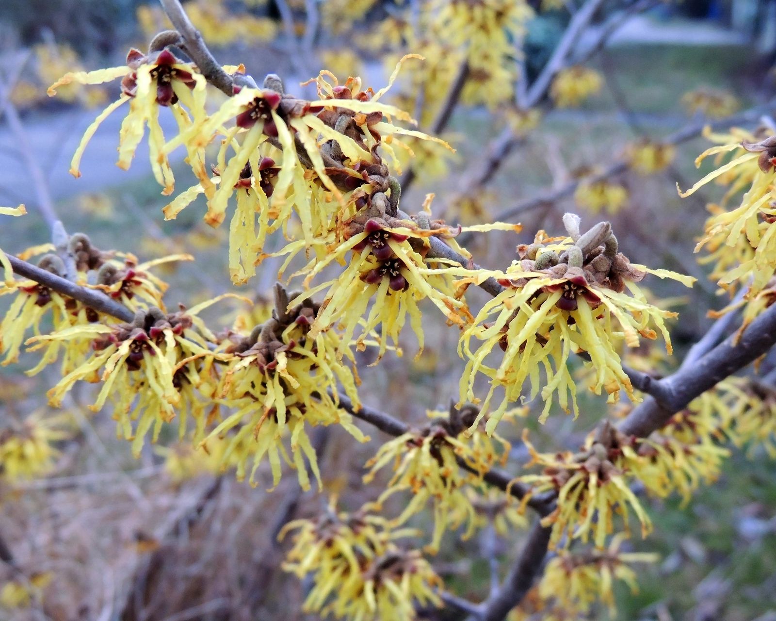 7 Small Flowering Trees That Make An Impact In Compact Yards ...