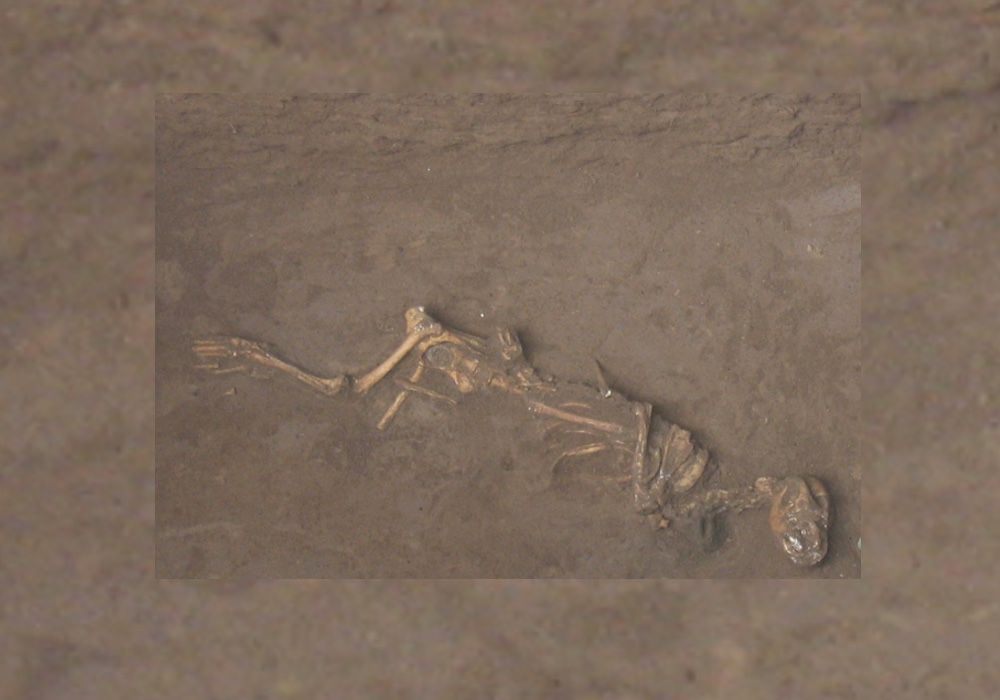 Dogs Sacrificed by Shang Dynasty Were Just Pups. Some Were Even Buried ...