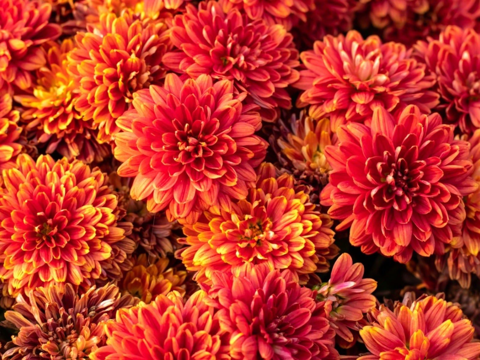 How To Grow Mums: Complete Care Guide For a Fall Favorite | Gardening ...