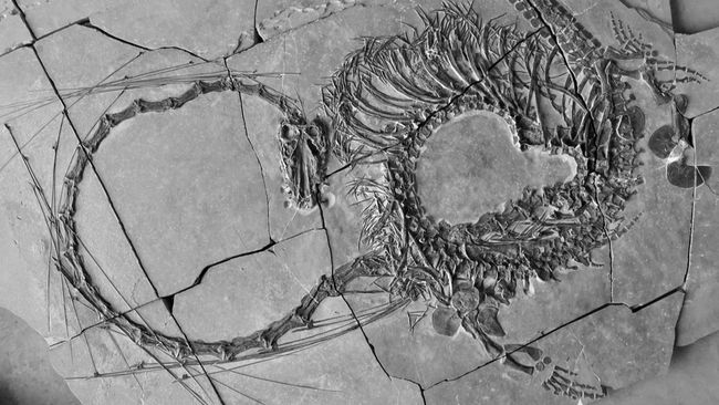 Stunning 240 million-year-old 'Chinese dragon' fossil unveiled by ...