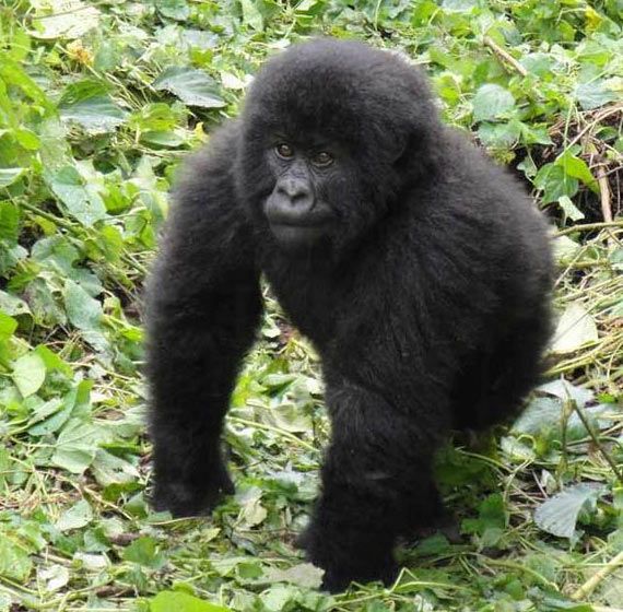 Well-Mannered Gorillas Hand Down Tradition of Dainty Eating | Live Science