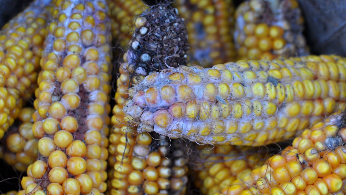 A toxicologist explains when you can safely cut the moldy part off food ...