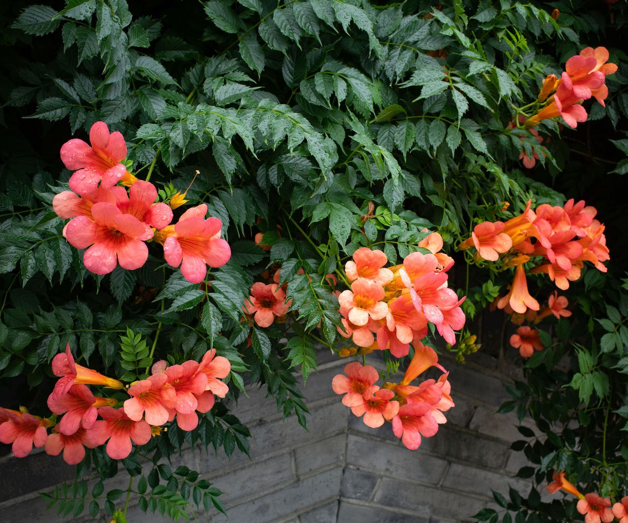 How to prune a trumpet vine: expert tips for trimming | Homes and Gardens