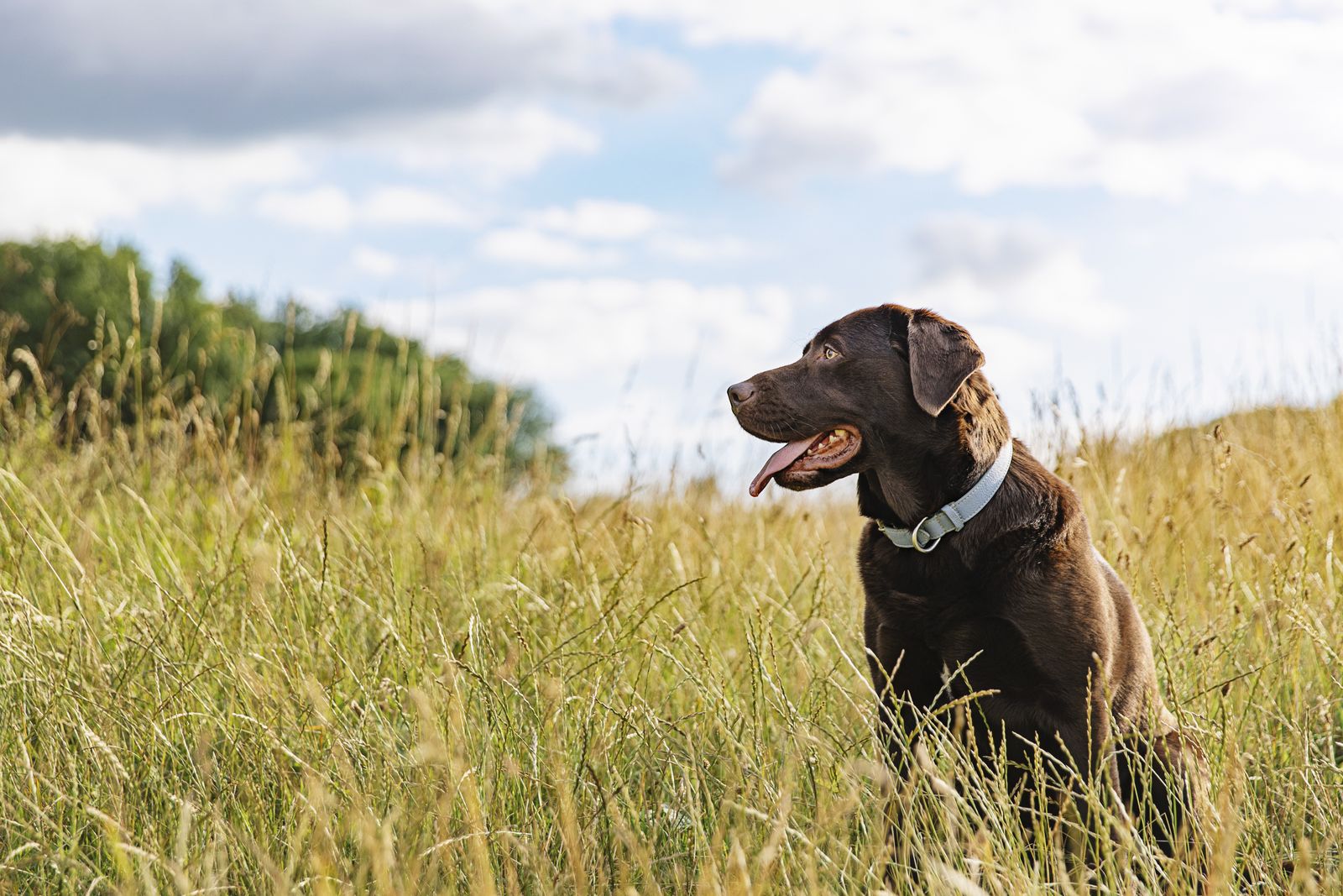 The changing face of Britain's favourite dogs, decade by decade ...