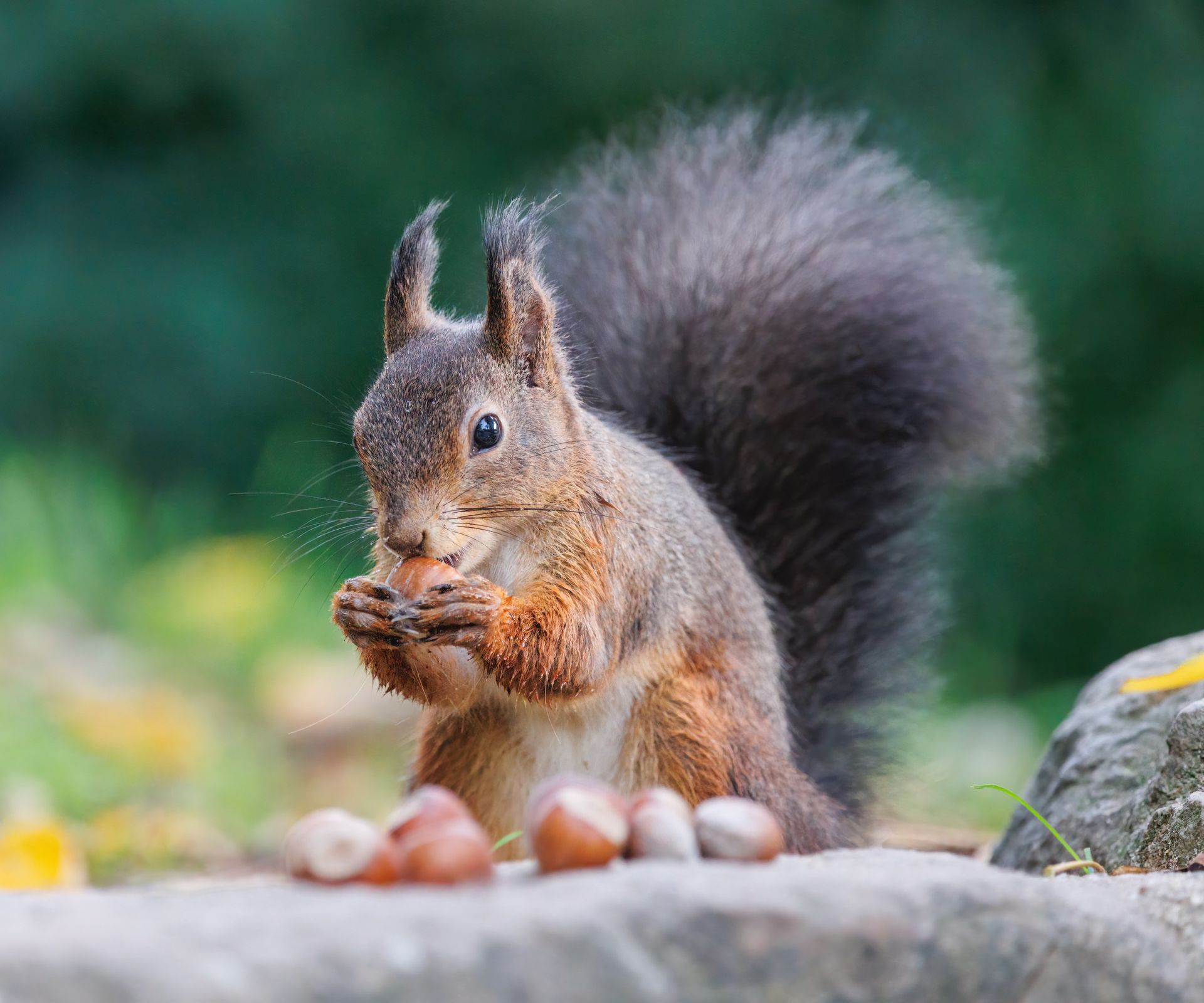 Will Cayenne Pepper Deter Squirrels