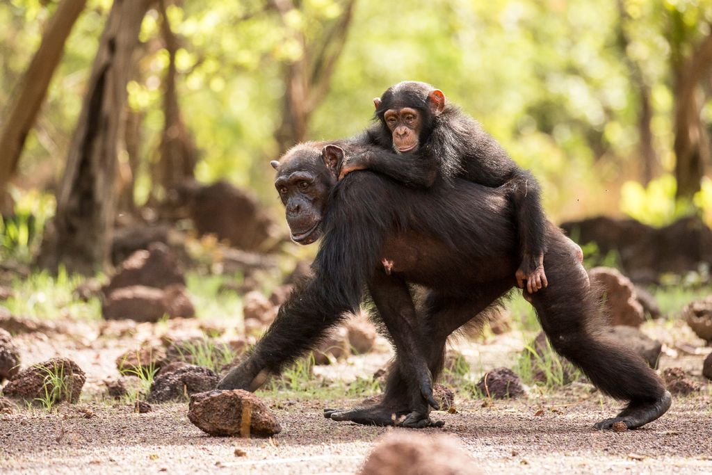 In Photos: The Fongoli Savanna Chimpanzees | Live Science