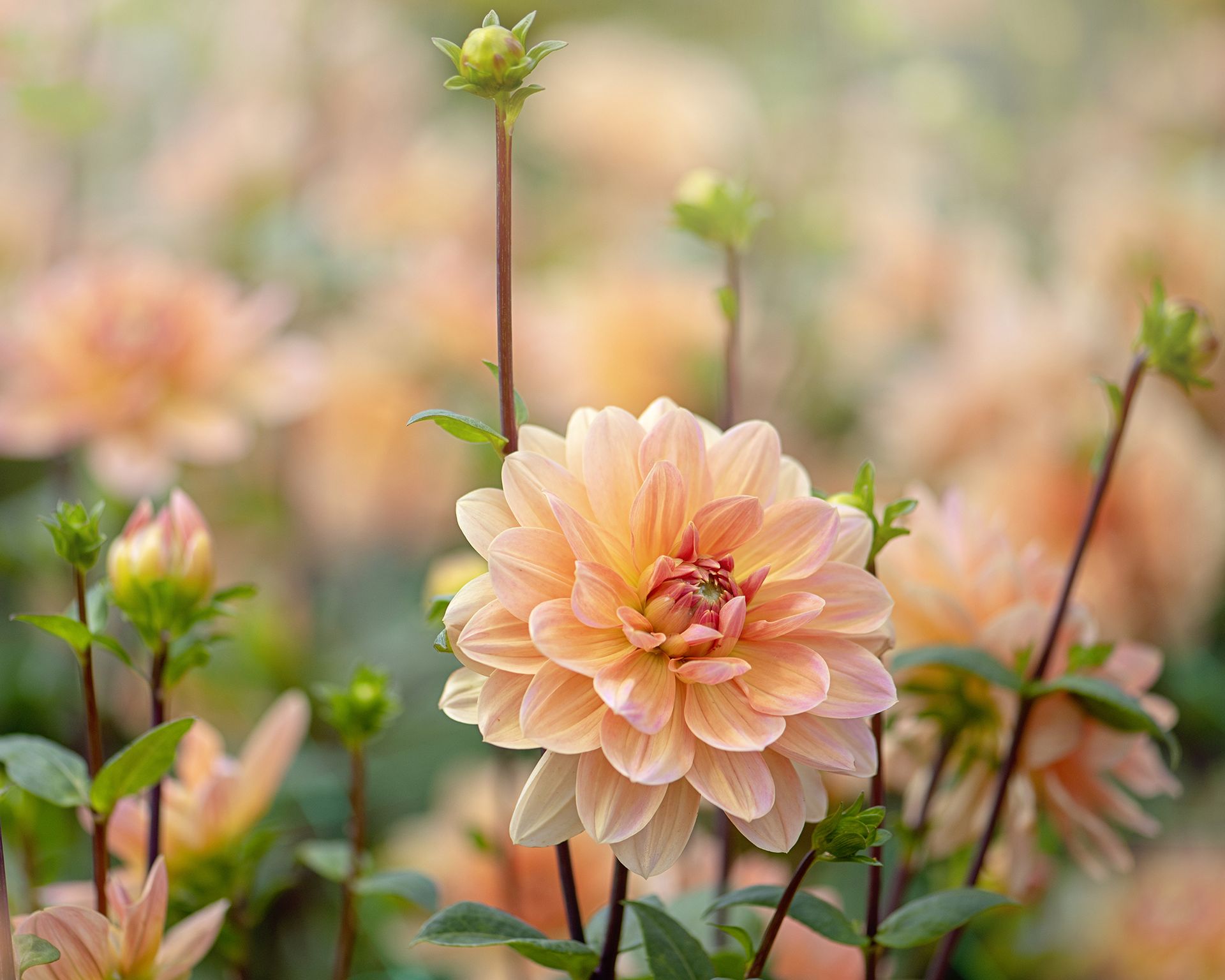 7 Peach Fuzz Flowers Inspired By Pantone’s Color Of The Year ...