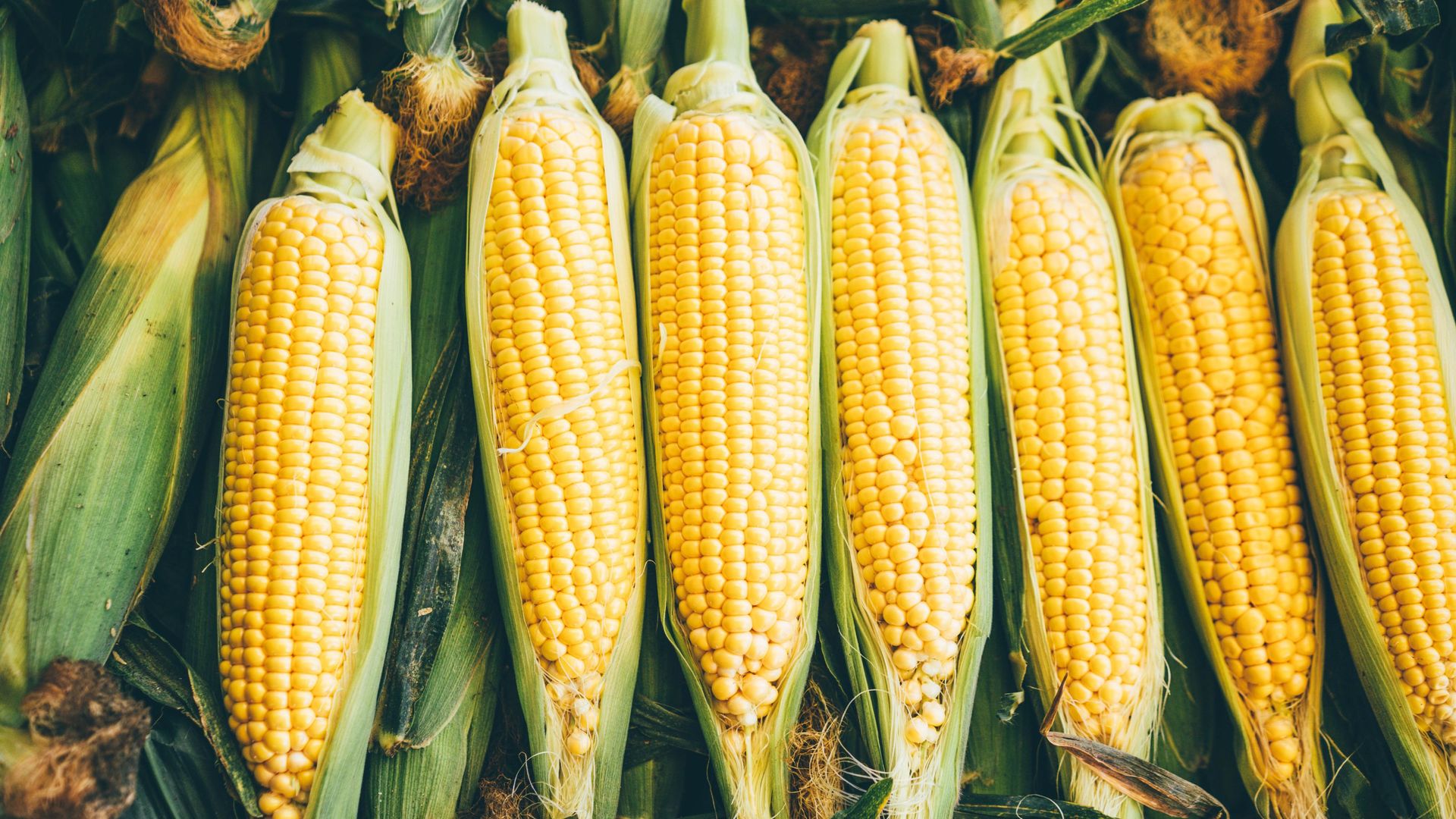 How to grow sweetcorn in your garden | Ideal Home