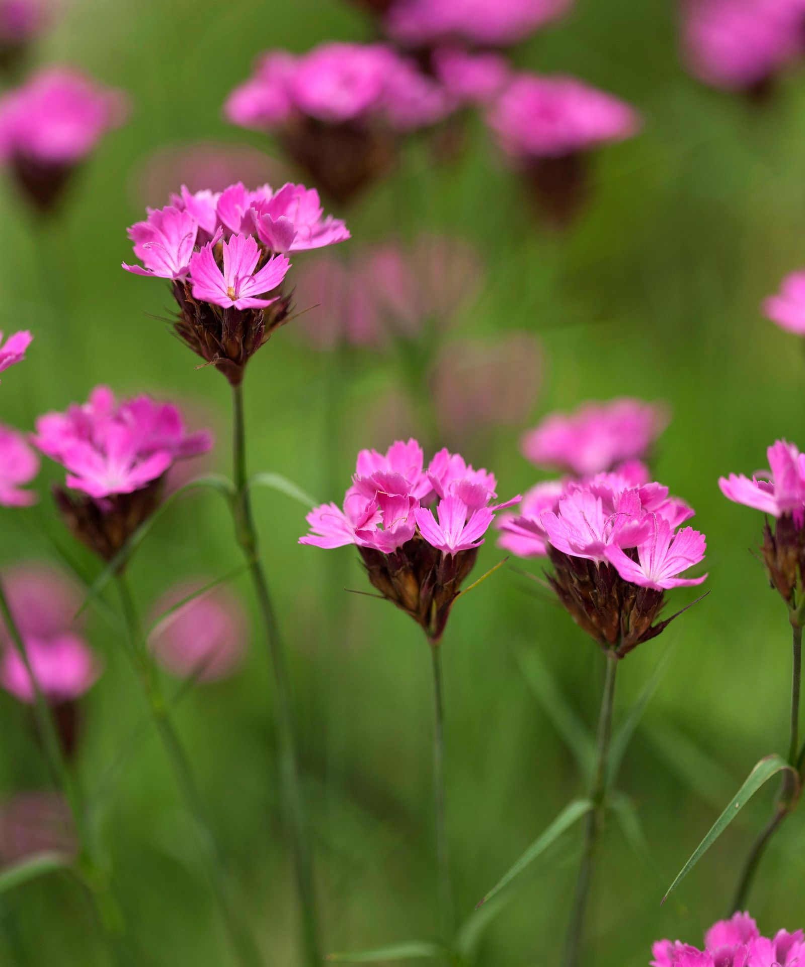 16 varieties of garden pinks: stunning types of dianthus | Gardeningetc